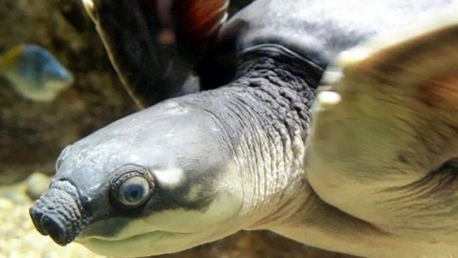 Kura-kura Moncong Babi Satwa Dilindungi - Bale Bandung